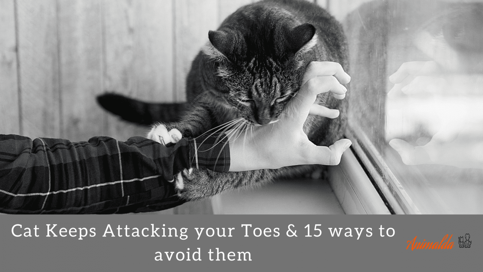 Why Does My Cat Bite My Toes (15 Effective Ways To Avoid Them)