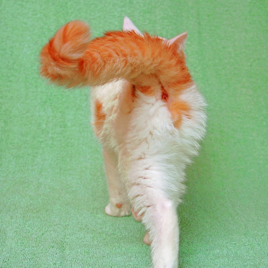 Do Cats Get Embarrassed When They Poop Do Cats Get Embarrassed When They Poop